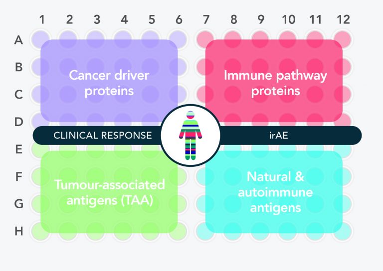 What are Autoantibodies ? - Oncimmune